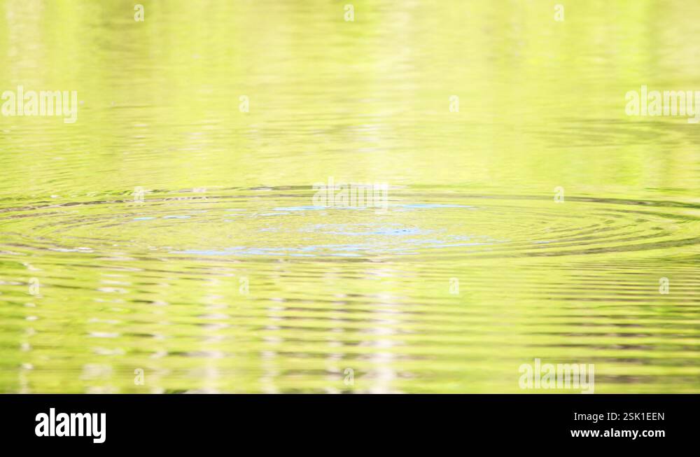 A female Papango New Zealand Scaup duck diving into calm water Stock ...