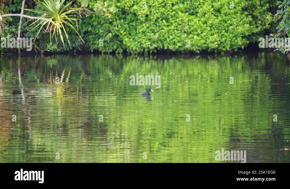 A male Papango New Zealand Scaup duck diving into calm water with green ...