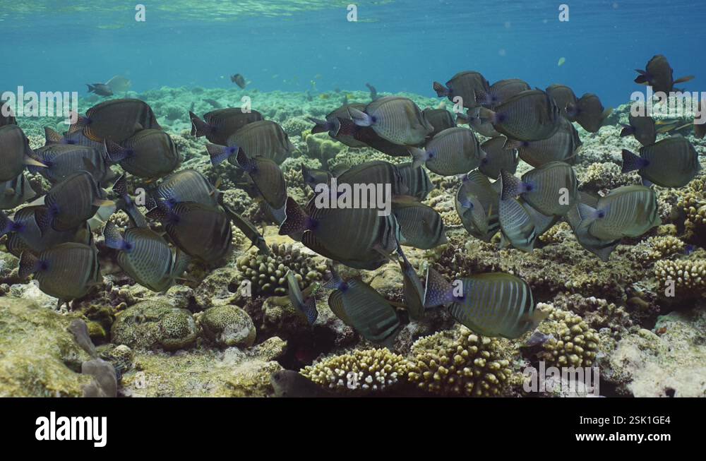 school of Zebrasoma fish swim and feeds on top of coral reef In evening ...