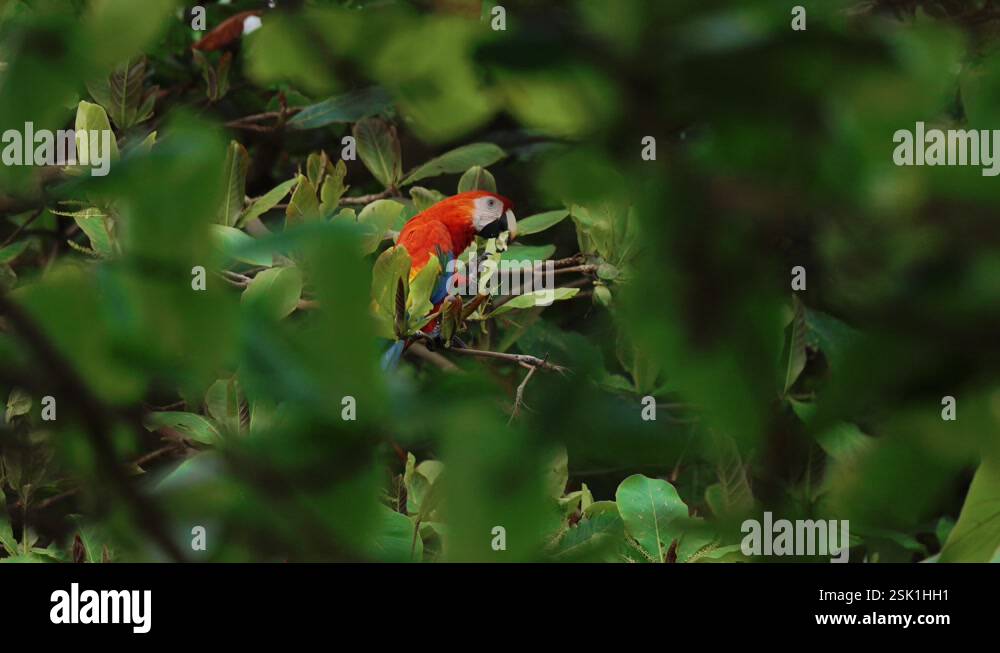 Scarlet Macaw Parrot Eating Costa Rica Wildlife Jungle Stock Video ...