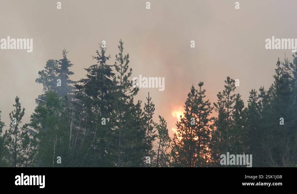 Fierce wind driving forest fire flames high into the sky igniting other ...