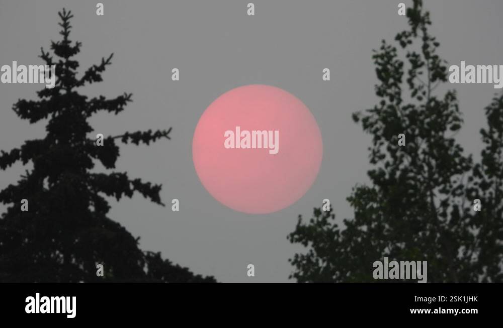 A pink blood red moon between two silhouetted trees illuminates the ...