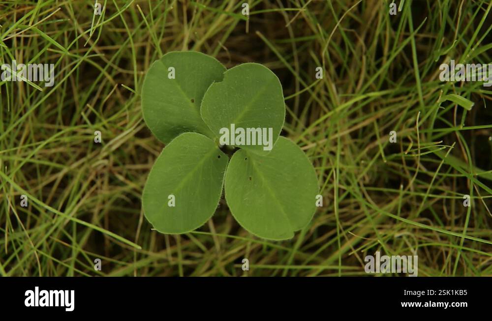 Four leaf grass Stock Videos & Footage - HD and 4K Video Clips - Alamy