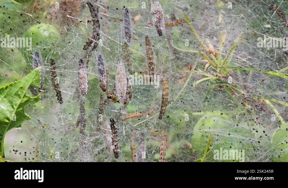 oak processionary moth caterpillar colony pest, larvas take over a tree ...