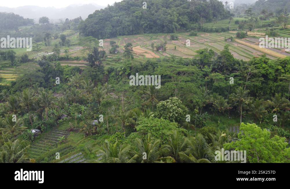 Balinese farms Stock Videos & Footage - HD and 4K Video Clips - Alamy