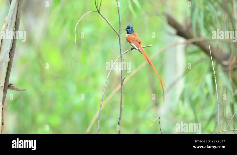 Beautiful male bird Stock Videos & Footage - HD and 4K Video Clips - Alamy