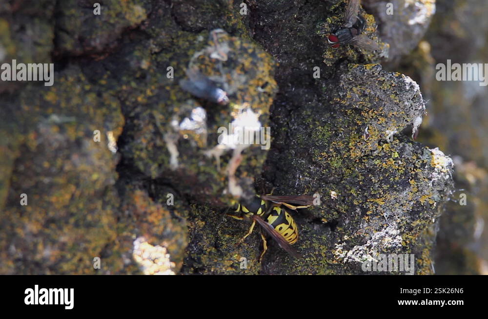 Red eye Flesh Fly watches Yellowjacket wasp eating lichen on tree bark ...
