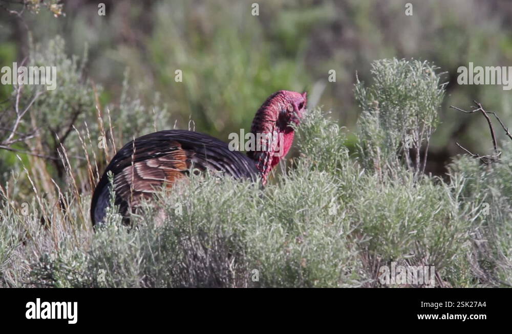 Big wild turkey grazes for food among sagebrush bushes in the west ...