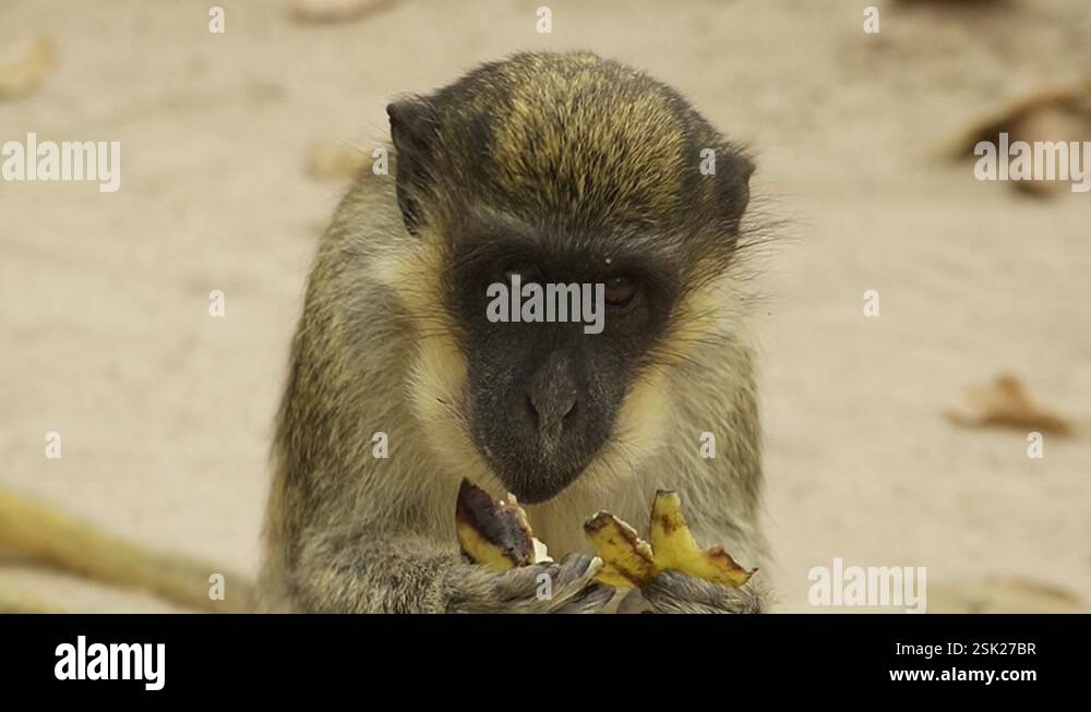 Sabaeus Monkey chewing on a banana Close up portrait in Gambian nature ...
