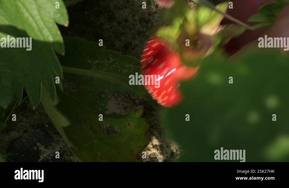 Hand male picking strawberry from natural organic farm plantation, red ...