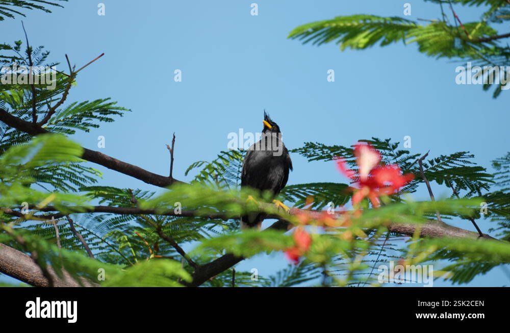 Great Myna (Acridotheres Grandis) or White-vented Myna Preens Wing ...