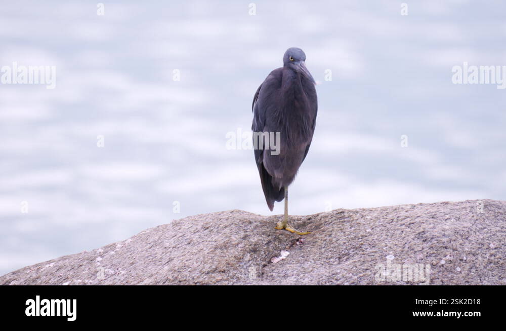 Eastern Reef Heron Bird Grooming on a Rocky Beach By Sea Water Tide ...
