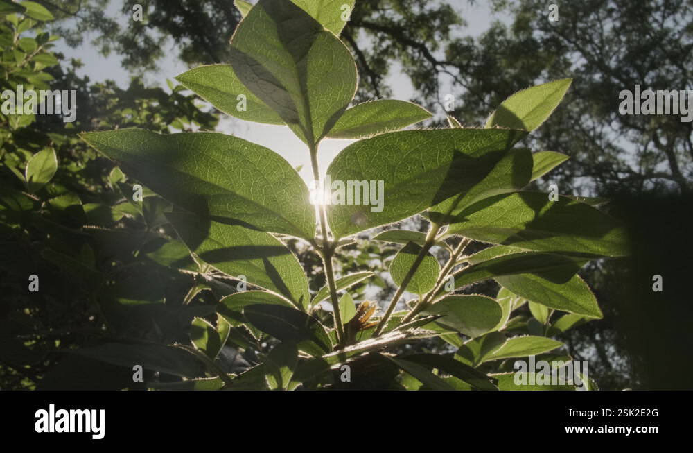 Green Leaves and Sunlight in Nature Stock Video Footage - Alamy