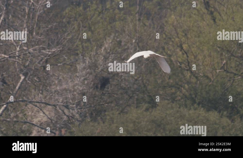 Great Egret. Bird In Flight In Slow Motion. Birds Flying. Ardea Alba ...