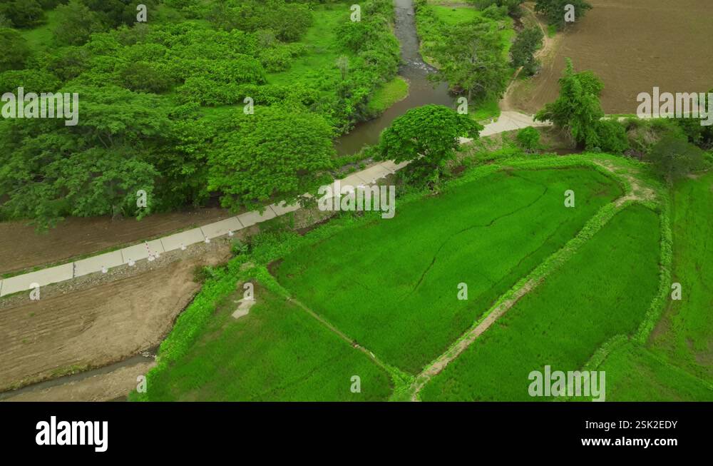 Into the Heart of Nature: 4K Aerial Shots of Rice Plantations Stock ...