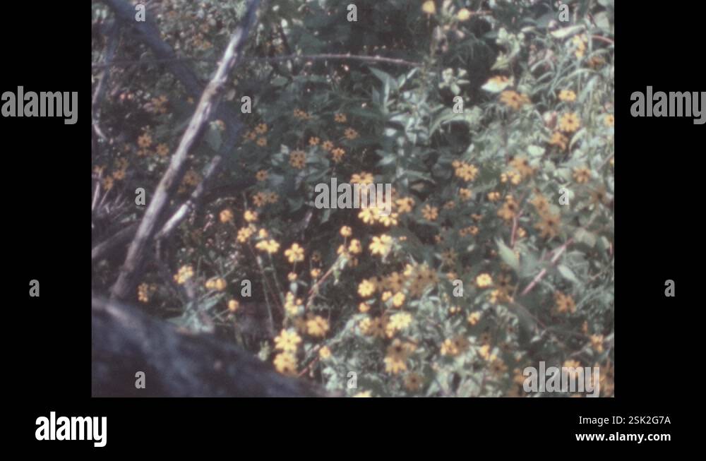1950s: Flowers, plants, trees and bushes growing in forest Stock Video ...