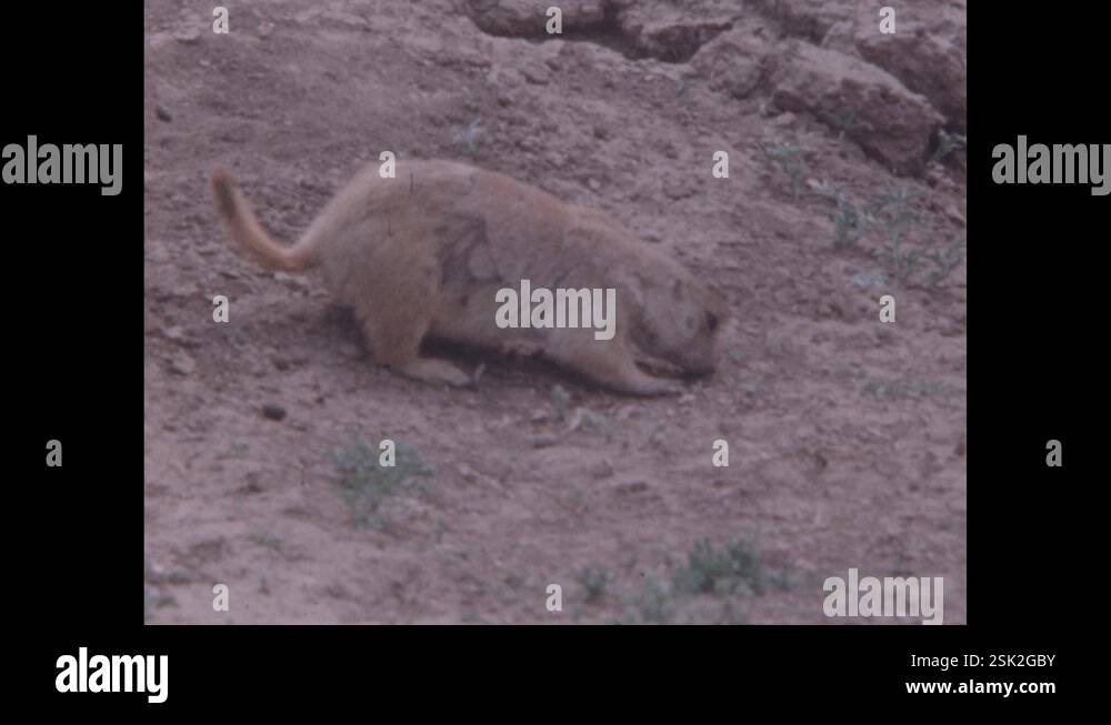 Rodent nest Stock Videos & Footage - HD and 4K Video Clips - Alamy