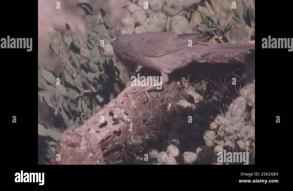 1960s: Small and large horny toad lizard in desert dirt. Insects swarm ...