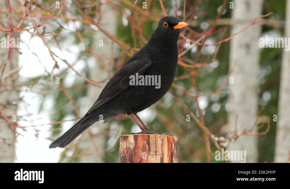 blackbird male fly in landing on pole alert natural world norway Stock Video Footage - Alamy
