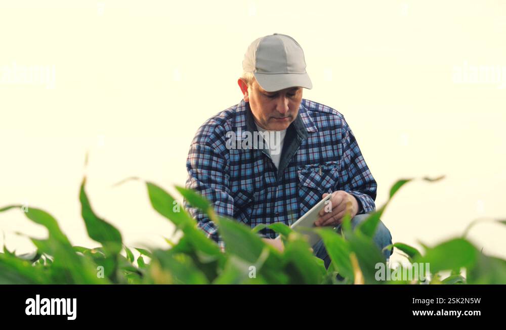 Agriculture. Farmer worker in corn field. Modern digital technologies ...