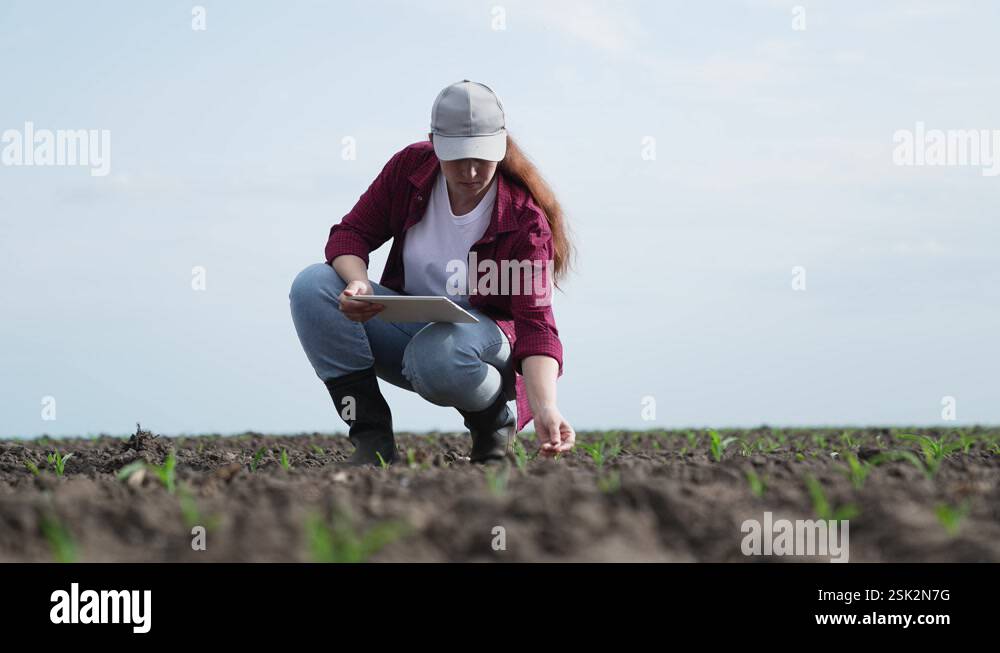 farmer field land corn tablet, fresh corn sprouts grow farm, green ...