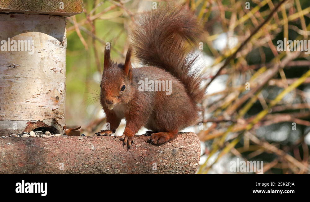 red squirrel animal feed side view sciurus vulgaris natural world ...