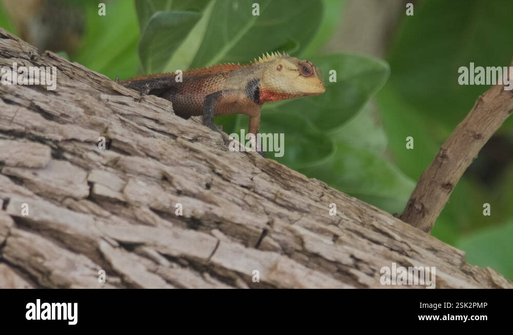 Calotes versicolor lizard resting on trunk Stock Video Footage - Alamy
