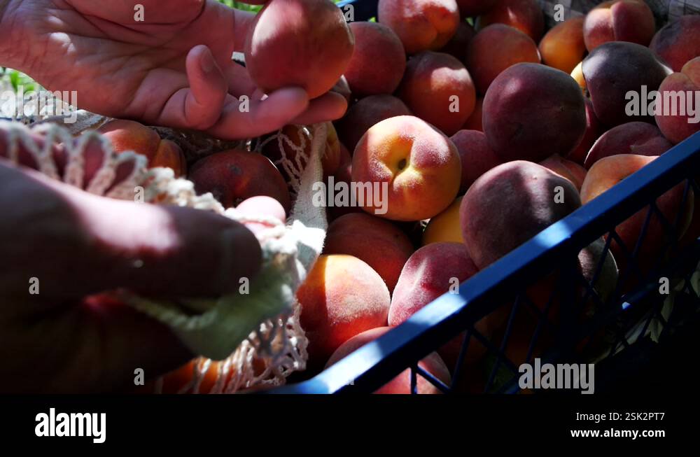 A man who buys fruit takes a ripe peach from the box with his hand and ...