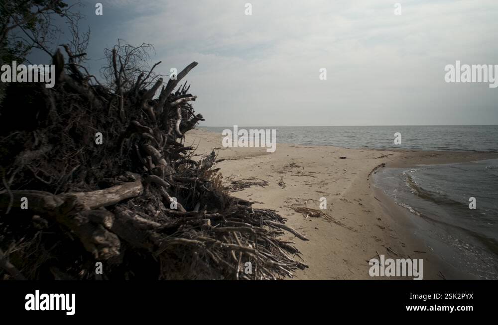 Trees stump beach Stock Videos & Footage - HD and 4K Video Clips - Alamy