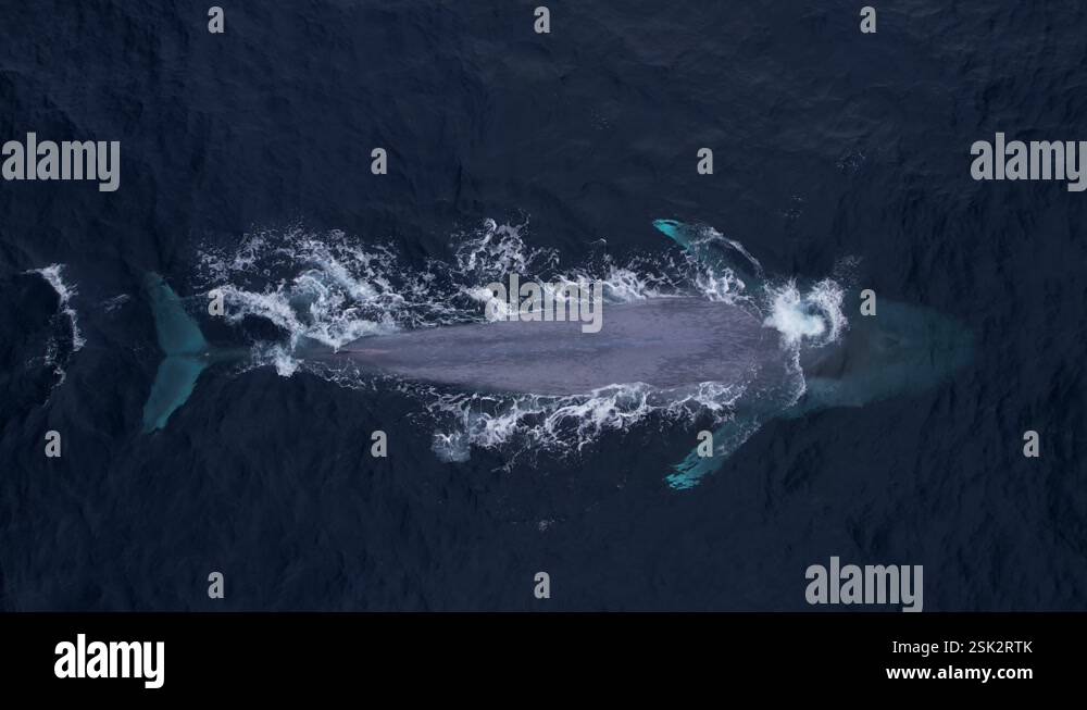 Blue Whale dives deep showing his fluke as it disappear into the deep ...