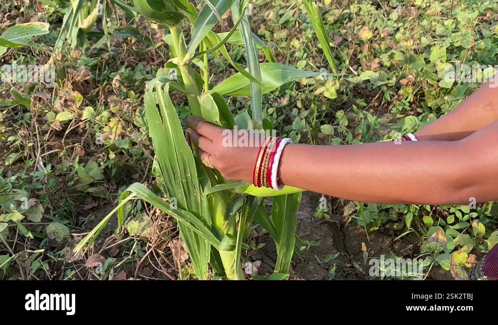 An Indian woman wearing bangles plucking corn from the grown plant in a ...