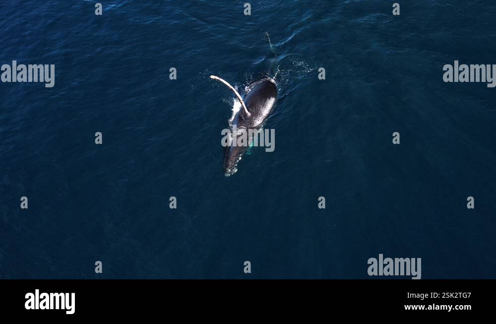 Humpback Whale pectoral slapping in the Pacific Ocean near Dana Point ...