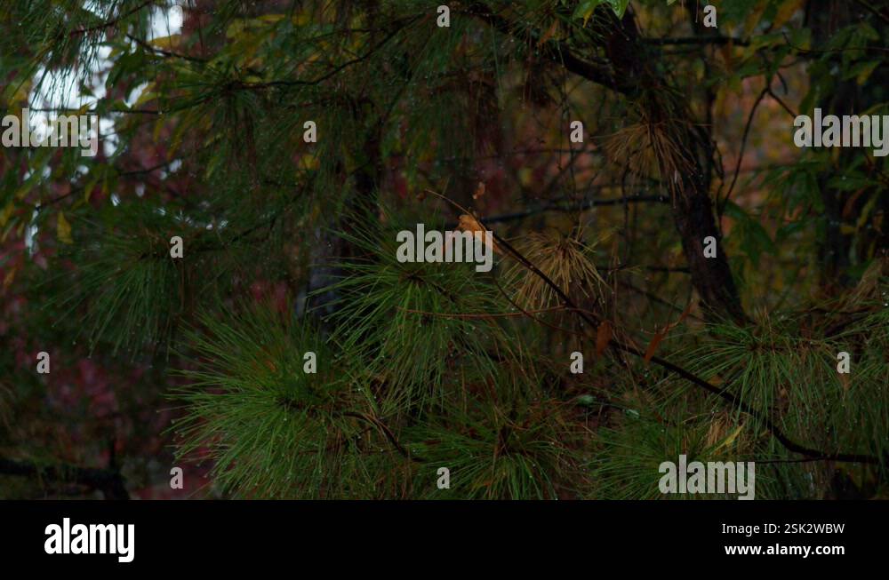 Slash pine tree Stock Videos & Footage - HD and 4K Video Clips - Alamy