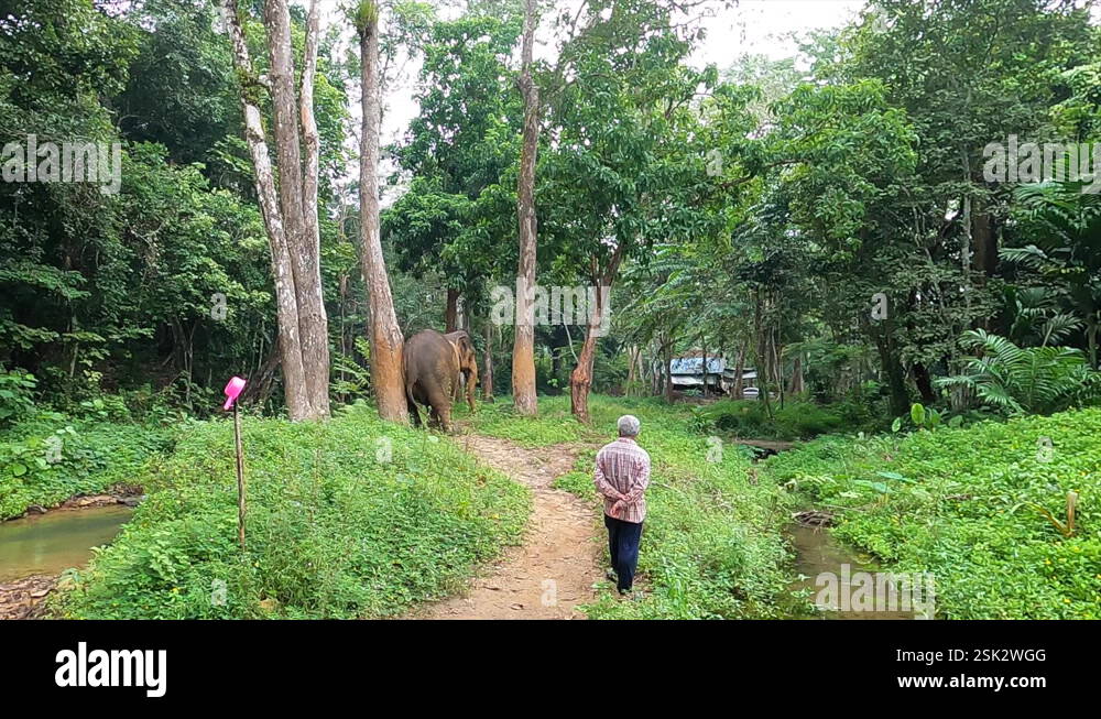 Elephant rubbing against tree in ethical elephants sanctuary in amazing ...