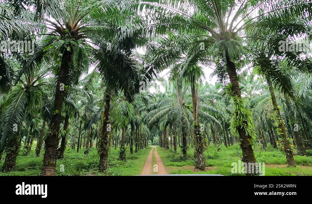 Crossing an amazing palm tree park in Thailand Stock Video Footage - Alamy