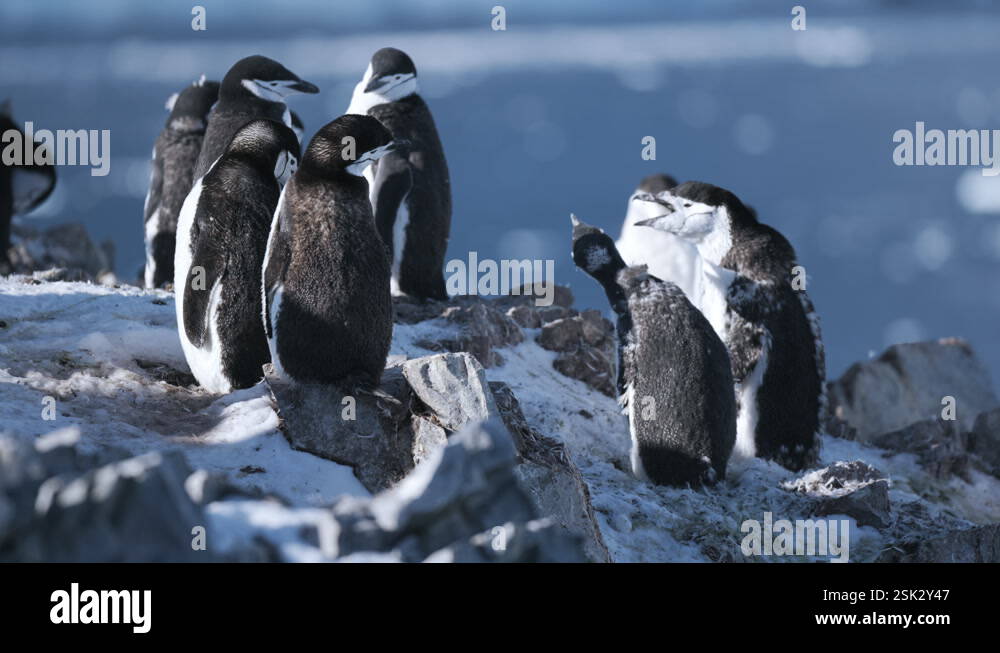 Penguin species in antarctica Stock Videos & Footage - HD and 4K Video ...