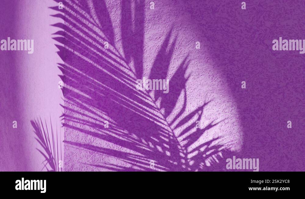 Purple textured wall with palm frond shadow waving in wind on back ...