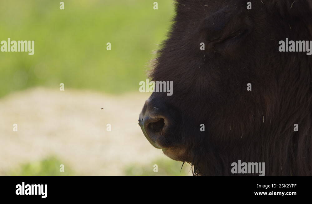 Closeup profile shot of bison using long tongue to swat flies off its ...