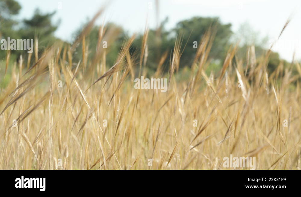 Golden dry grass stalks resembling a wheat field sway in the wind ...