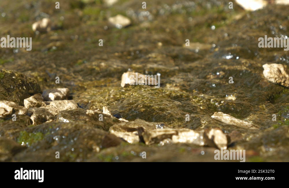 CLOSE UP, DOF: A peaceful scene with dripping water drops splashing on ...