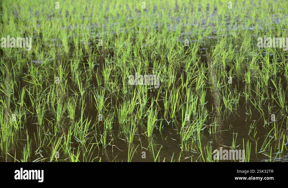rice cultivation in kerala paddy field in wet land ,indian rice Stock ...
