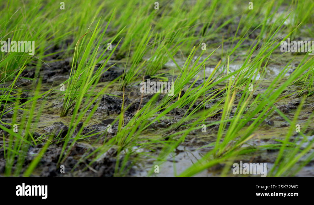 rice cultivation in kerala paddy field in wet land ,indian rice Stock ...