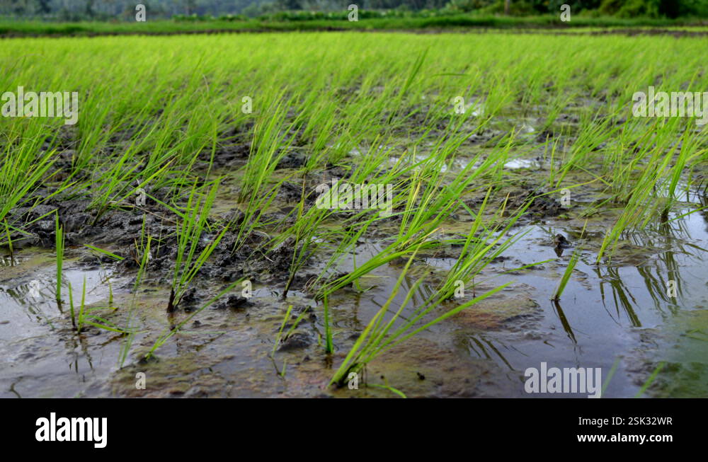 rice cultivation in kerala paddy field in wet land ,indian rice Stock ...