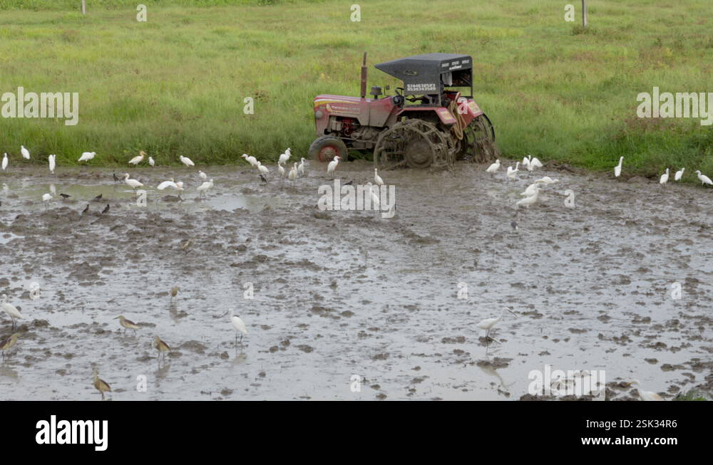 Indian farmers tractor working on the rice paddy fields in kerala south ...