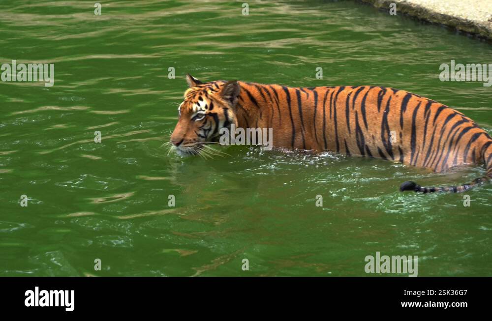 Exotic animal species, an apex predator, Malayan tiger, Southern Stock ...