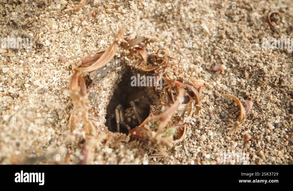 The camera approaches the burrow in the sand, and a spider emerges from ...
