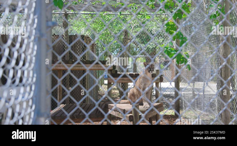 Platform habitat Stock Videos & Footage - HD and 4K Video Clips - Alamy