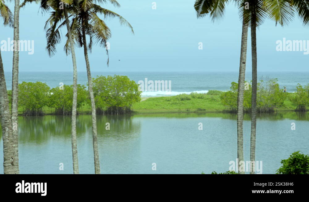 Coconut palm trees in kerala Stock Videos & Footage - HD and 4K Video ...