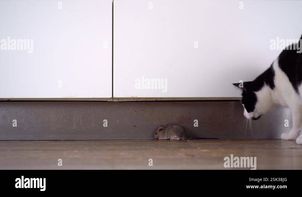Cat and rat encounter. A cat briefly attacks a rat sitting still on the ...
