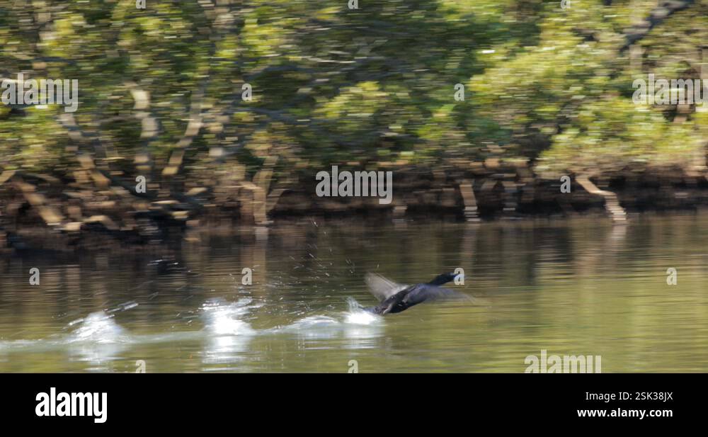 Cormorant birds in flight Stock Videos & Footage - HD and 4K Video ...